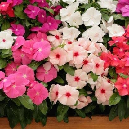 Audbhidhi Vinca Rosea Sadabahar Mixed Flower F1 Good Germination Hybrid ...