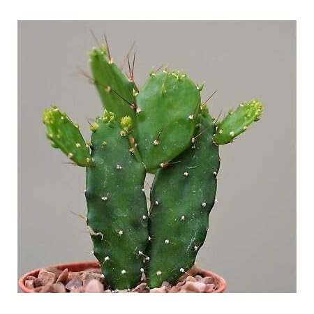 Rameshvar Enterprises | Nagphani/Nagfani Cactus Small Medicinal Plant ...