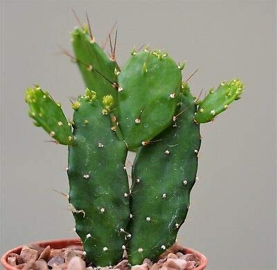 Rameshvar Enterprises | Nagfani Prickly Pear Live Plant : Amazon.in ...