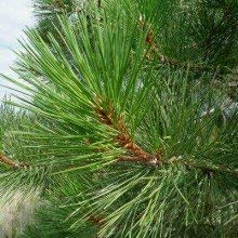 Pine Cheed Tree Live Plant Free Vermi Compost Fertilizer with Pot ...