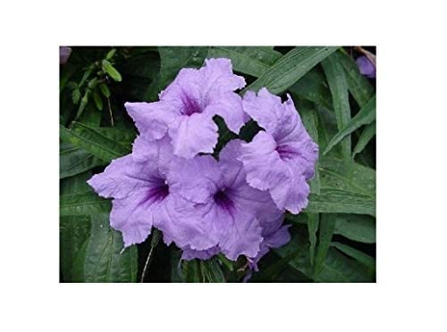 Petunia/Ruellia simplex Blue Flower Plant With Pot : Amazon.in: Garden ...