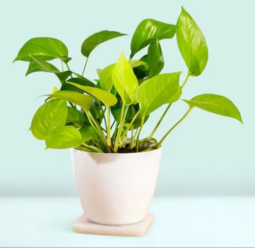Mphmi Plants Good Luck Money Plant Variegated with Self Watering Pot ...