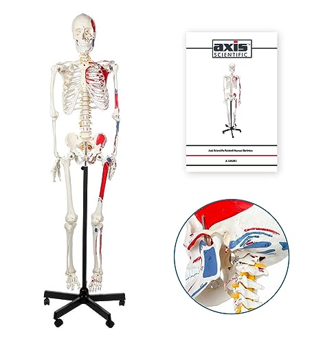 Life Size Skull Buy Axis Scientific Coplete Disarticulated Huan ...