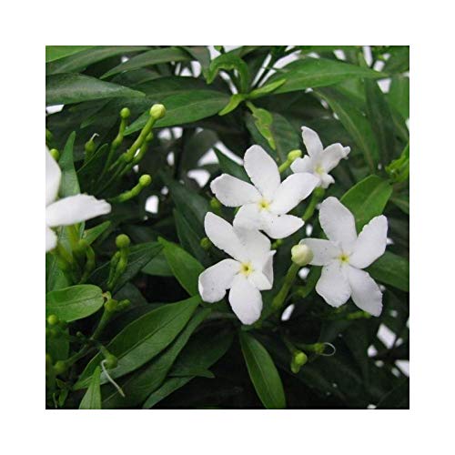 Plants Point Tagar Variegated Live Plant : Amazon.in: Garden & Outdoors