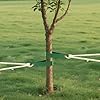 Amazon.com : 12 PCS Tree Straps for Staking, Tree Support Straps Ties ...