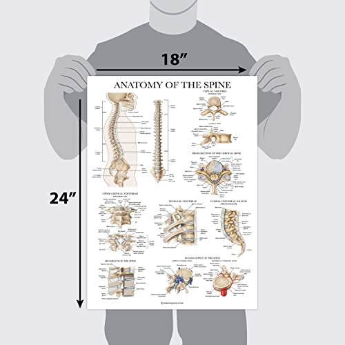 Palace Learning Anatomy of the Spine Poster - Laminated Spinal ...