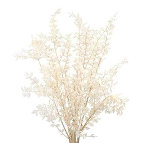 Amazon.com: Bleached Italian Ruscus Tall -5 Stems | Dried Flowers ...