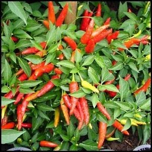 SunShine F1 HYBRID CHILLI SEEDS (AVG 30-50) SEEDS X 6 PACKET : Amazon ...