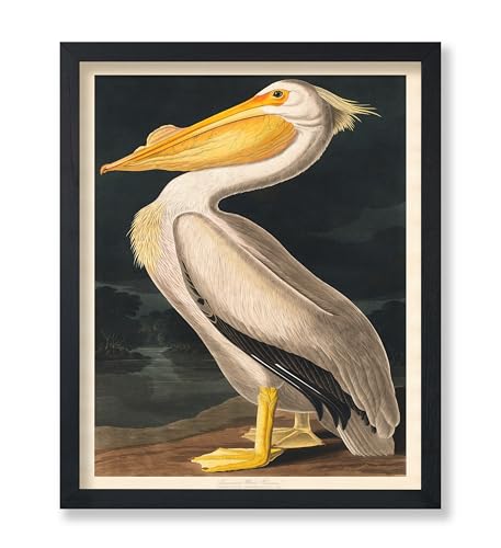 Amazon.com: Monem Art Vintage James Audubon Poster - Retro White ...