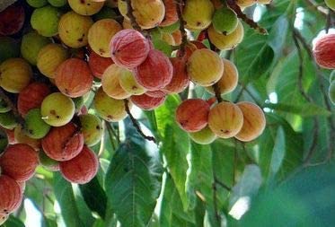 Live Gular-Ficus Racemosa-Cluster Fig Fruit Plant with Pot : Amazon.in ...
