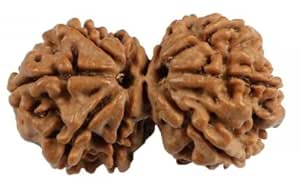 ADI Jewels Natural Gowri Shankar Rudraksha Holy Beads from Nepal Two ...