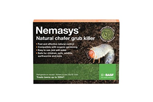 Chafer Grubs: How to Kill, Remove and Prevent them From Invading Your Lawn