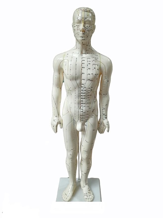 Acupression“Precision Learning Tool: 50cm Male Acupuncture Human Body ...