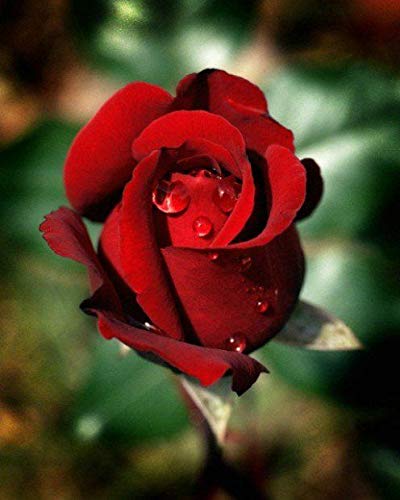 Royal Paradise Garden"Merlot Red" Rose Flower Plant Home Garden Plant 1 ...