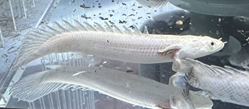 Albino Dragon Fin Fish