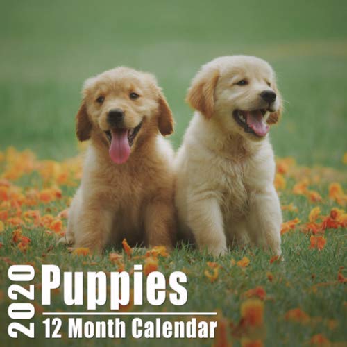 Puppies Small Calendar 2020: Cute Puppy Photos Mini Monthly Calendar ...