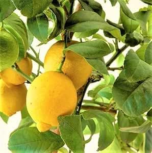 Amazon.com : Live Meyer Lemon Plant - Dwarf Meyer Lemon Tree - Live ...
