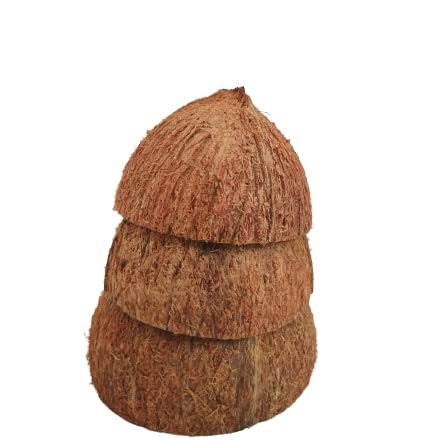 Raw Coconut Shell (Fully Cleaned, Pack of 10) : Amazon.in: Home & Kitchen