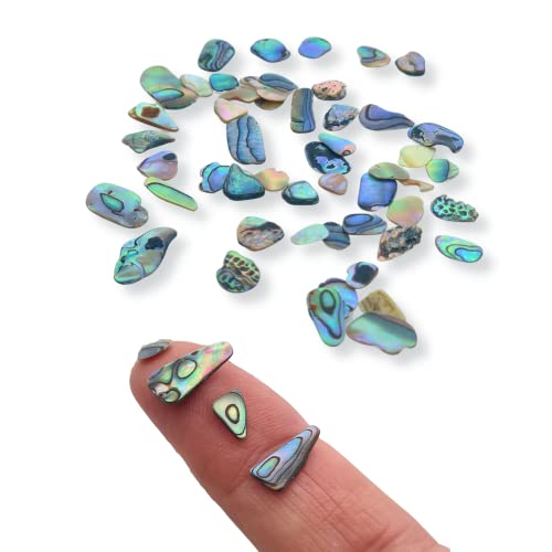 Abalone New Zealand Paua Shell – Natural Polished Tumbled Sea Shell ...