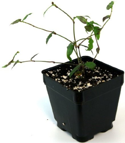Tahitian Bridal Veil Plant: Stunning Trailing Houseplant