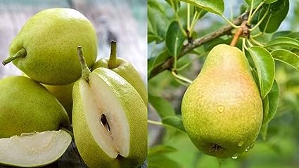 COLLECTION ITEM Sweet Nashpati Pears Naashpaatee Pyrus Amritphale Fruit ...