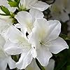 Amazon.com : National Plant Network Azalea Irish Crème-2 Piece Live ...