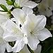 Amazon.com : National Plant Network Azalea Irish Crème-2 Piece Live ...