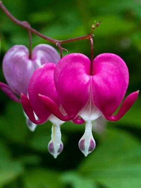 Ritz Farming® Bleeding heart flower seeds | Bleeding heart pink shade ...