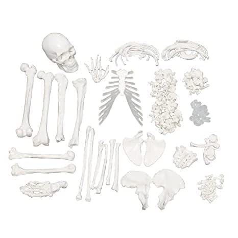 ISKO® Human Skeleton Model (Medium, Articulated) : Amazon.in ...