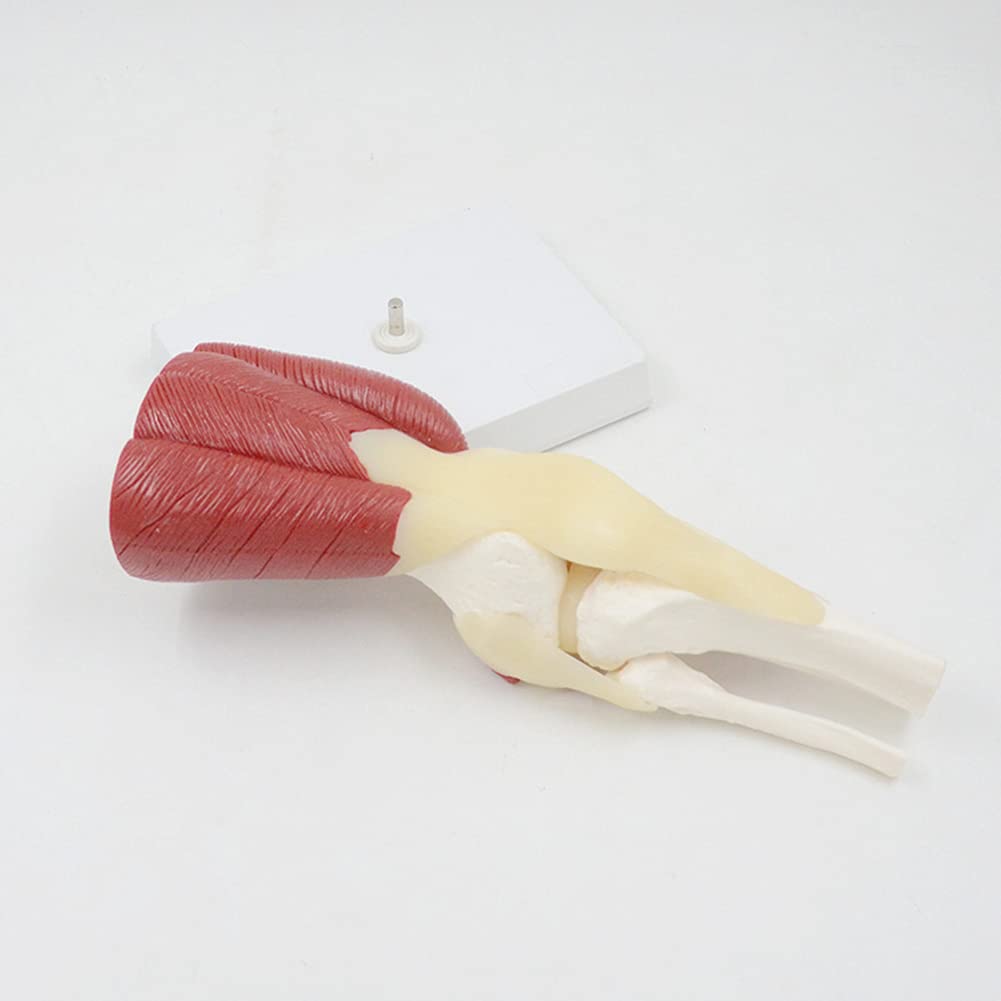 Nxx Knee Model With Ligaments And Musles Anatomical Knee Joint ...