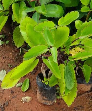 SISA GARDEN Panfuti/Bryophyllum Pinnatum/Miracle Leaf Plant ...