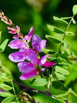 Buy Indigo Fresh Leaves | Neeli Avuri | Indigofera Tinctoria - Natural ...