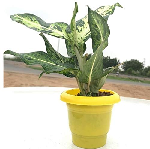 DEEPAK PLASTIC Vinshra„¢ Deepak plastic 10 inch Yellow Planter (Set of ...