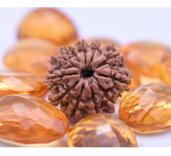 Static Stone Gyarah Mukhi Rudraksha Original Certified by Lab Religious ...