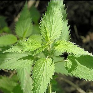 Indian Gardening Stinging Nettle 10 Seeds Rare Plant Seeds : Amazon.in ...