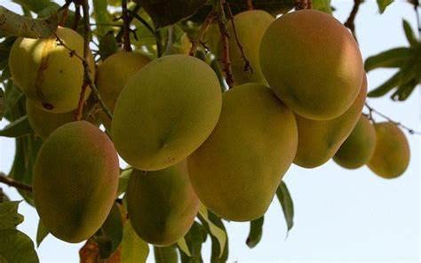 Mphmi Live Plant Nursery NCR Mankurad Mango Plant -?Goa Mango Plant ...