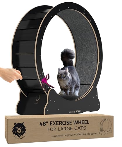 Indoor Cat Exercise Equipment: How to Keep Your Cat happy even Without ...
