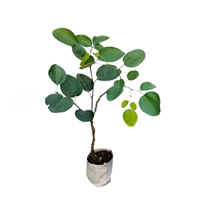 Buy Healthy Vibe Live Red Sandalwood Sanders Plant (Hindi Name - Lal ...
