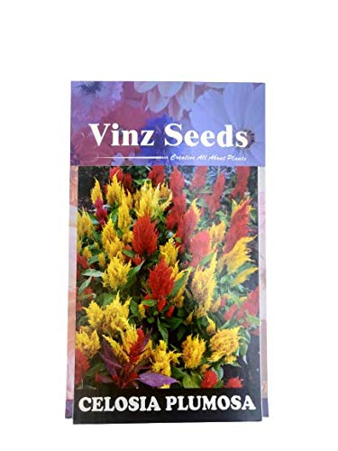 Vinz seeds celosia plumosa 10 gm : Amazon.in: Garden & Outdoors