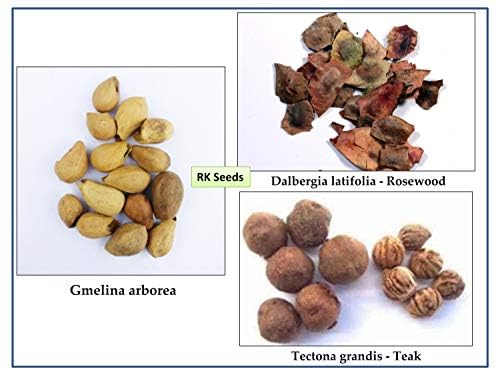 Rk Seeds Tree Seeds Teak Wood Seeds Tectona Grandis Sagwan | Desertcart ...
