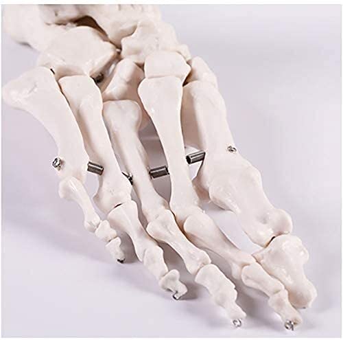 Human Ankle Anatomy Model QWORK Human Foot Skeleton Model - Life Size ...