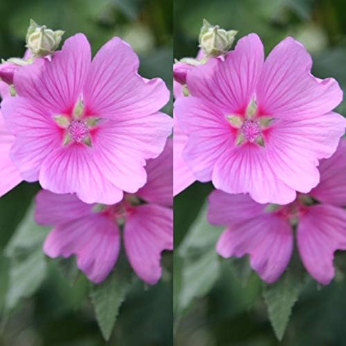 2 x Lavatera 'Barnsley' - Tree Mallow Plant - Both Arrive in 9cm Pots ...