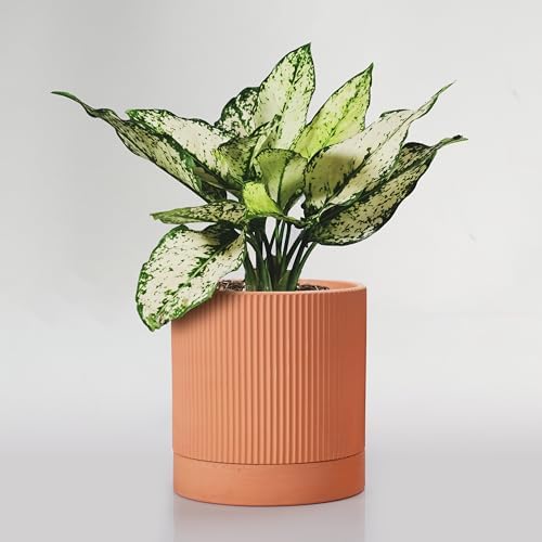 Amazon.com : HERDUK Modern Terracotta Pots, 6 Inch Ribbed Textured Clay ...