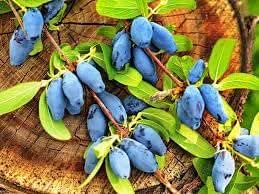 Amazon.com : New Fresh 50pcs Haskap Fruit Seeds Generic : Patio, Lawn ...