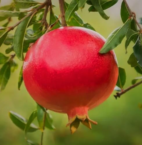 BLOOM & GROW Rosa Pomegranate/Red Kandhari Anar Live Hybrid Fruit Plant ...