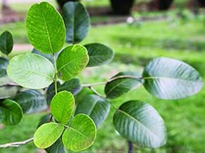 M-Tech Gardens Live Red Sandalwood Tree Pterocarpus santalinus Rare 1 ...