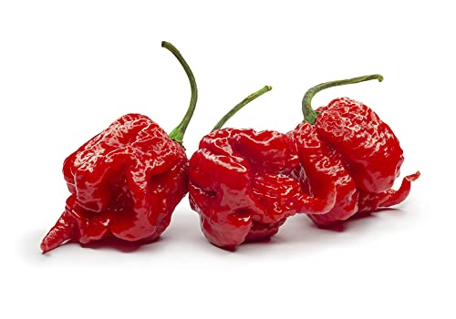 Tipps und Tricks beim erfolgreichen Chili-Anbau