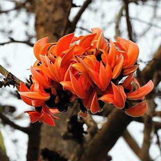 Buy TESU/PALASH/KESUDA/Butea monosperma/bastard teak/parrot tree Phool ...