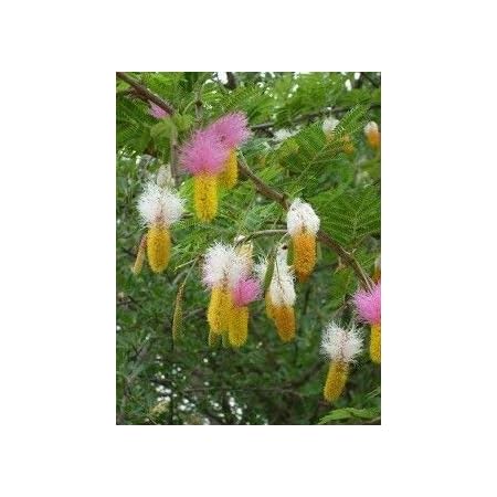 SHOP 360 GARDEN SHAMI TREE/BANNI TREE/VANNI MARAM/PROSOPIS CINERARIA ...