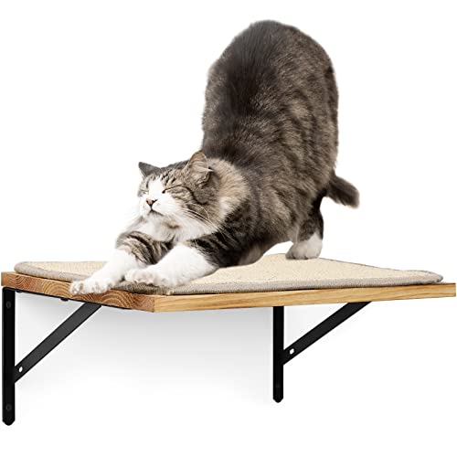 Roaring Reviews: Top 10 Mounted Cat Products for Your Feline Friend ...